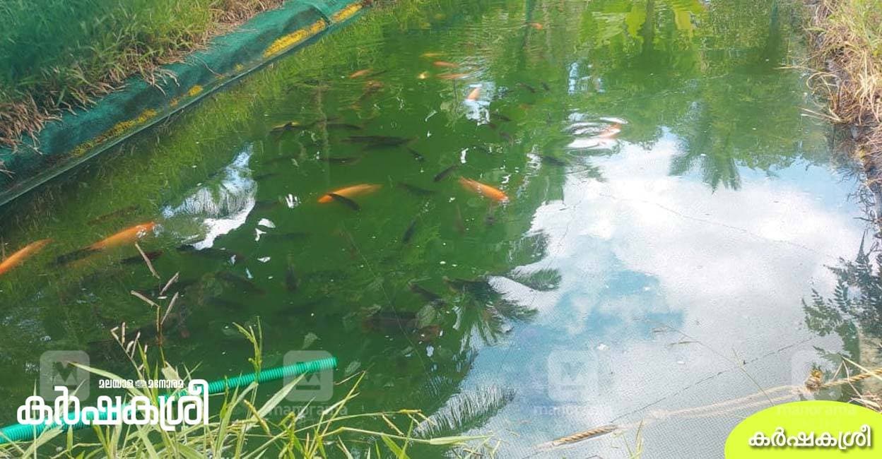 മത്സ്യക്കൃഷിക്ക് കുഴൽക്കിണർ വെള്ളം ഉപയോഗിച്ചാൽ എന്തു സംഭവിക്കും ...