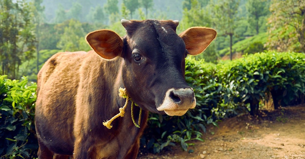 കറവപ്പൈക്കൾക്കും സൂര്യാഘാതം; ശ്രദ്ധിക്കാൻ പത്തുകാര്യങ്ങൾ - Cattle Heat ...