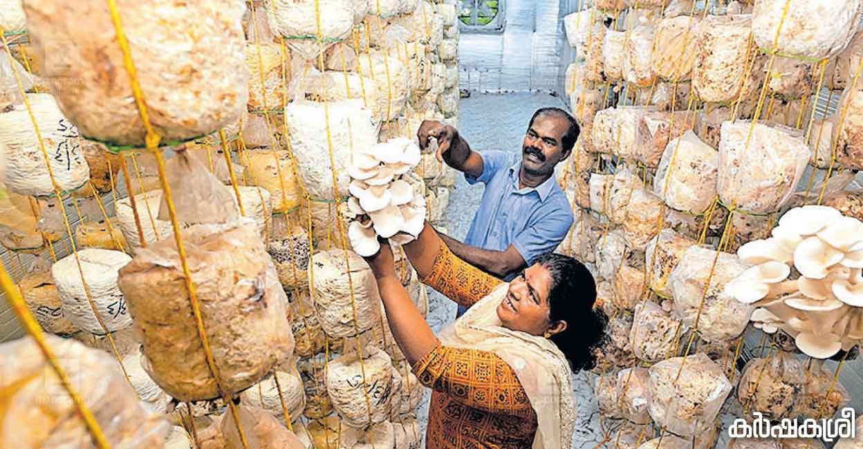 കൃഷി തുടങ്ങിയത് വൈറ്റമിൻ ഡിയുടെ കുറവ് പരിഹരിക്കാൻ: മികച്ച നേട്ടവുമായി ...