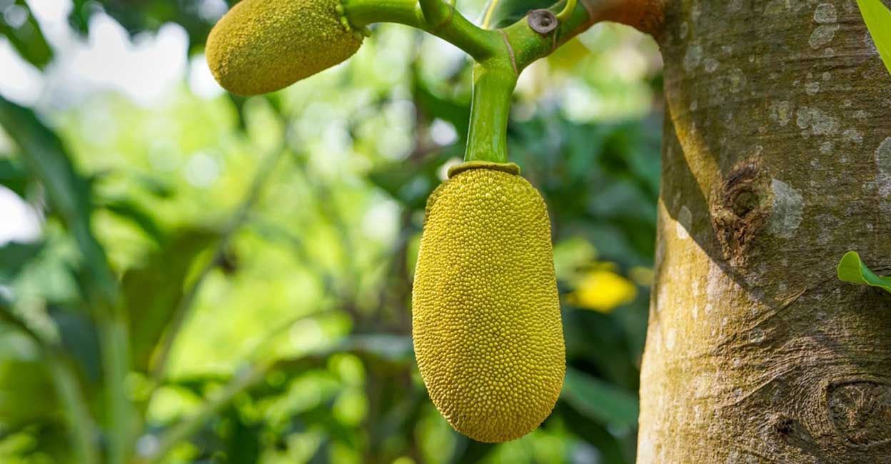 ഇടിച്ചക്ക കൊഴിയുന്നു, തടിയിൽനിന്ന് വെള്ളം ഒലിക്കുന്നു: പ്ലാവിനെ ബാധിച്ച പ്രശ്നത്തിനു പ്രതിവിധി ...