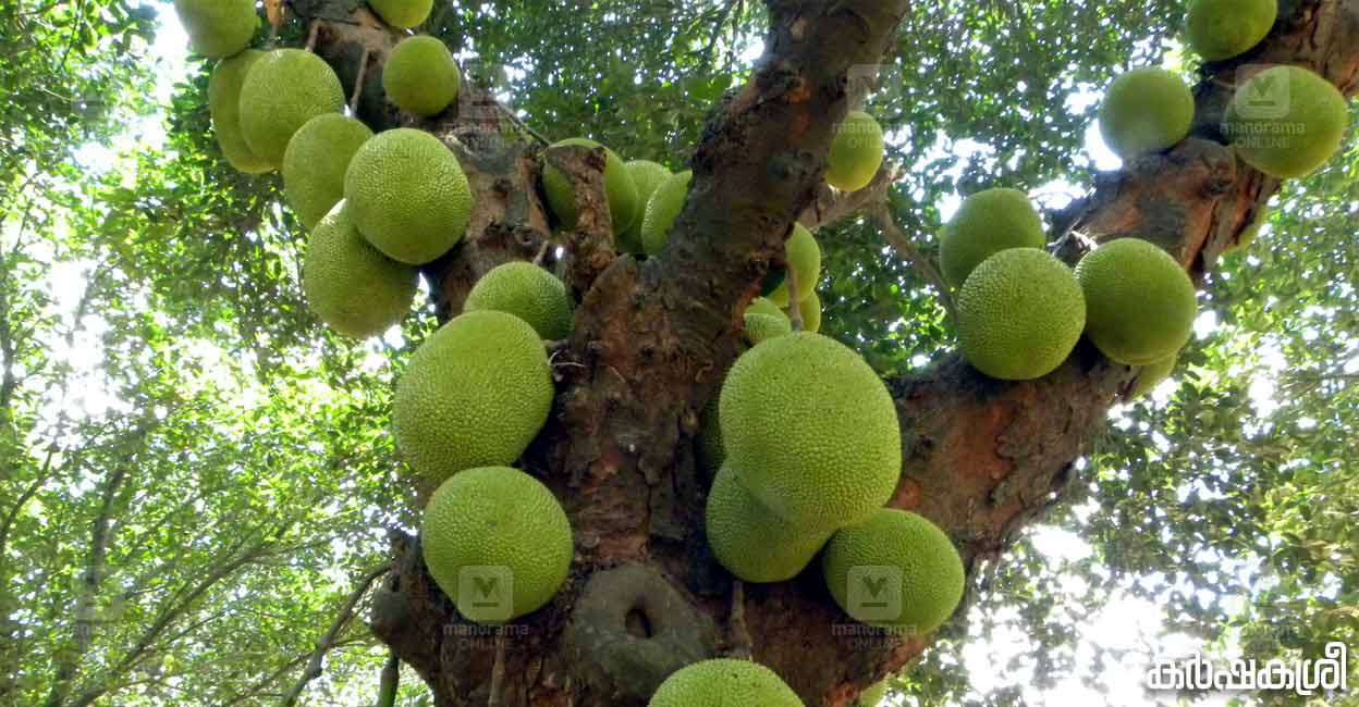 ചക്കയിൽ ചുള പിടിക്കുന്നില്ലേ? കാരണം ഇതാകാം? പരിഹരിക്കാൻ സൂപ്പർ ട്രിക്ക് – Understanding the ...