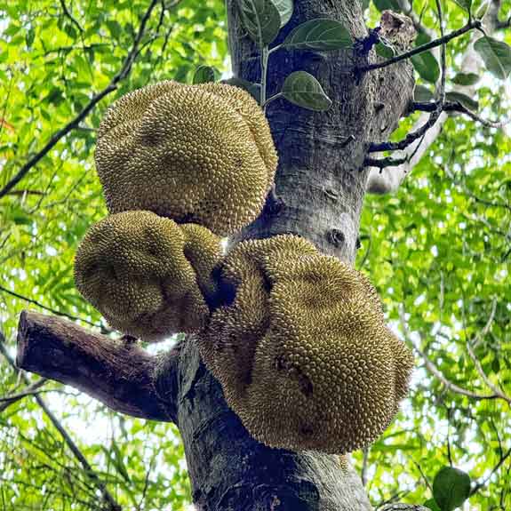 ചക്കയിൽ ചുള പിടിക്കുന്നില്ലേ? കാരണം ഇതാകാം? പരിഹരിക്കാൻ സൂപ്പർ ട്രിക്ക് – Understanding the ...