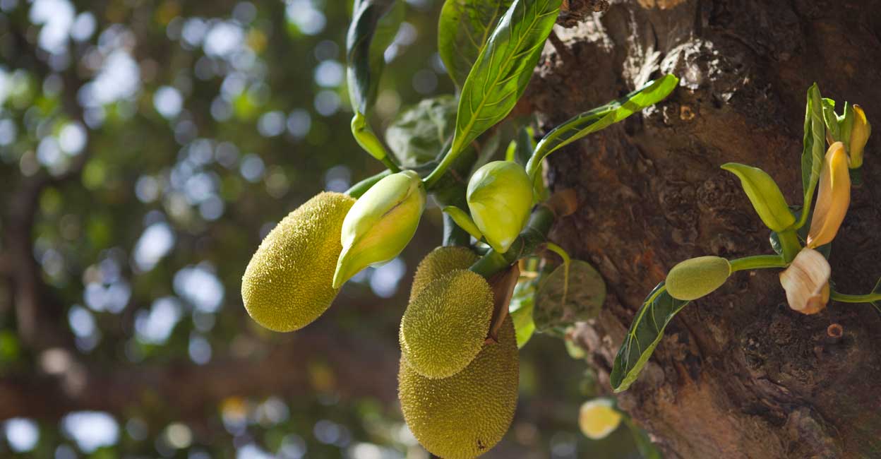 ചക്കയിൽ ചുള പിടിക്കുന്നില്ലേ? കാരണം ഇതാകാം? പരിഹരിക്കാൻ സൂപ്പർ ട്രിക്ക് – Understanding the ...