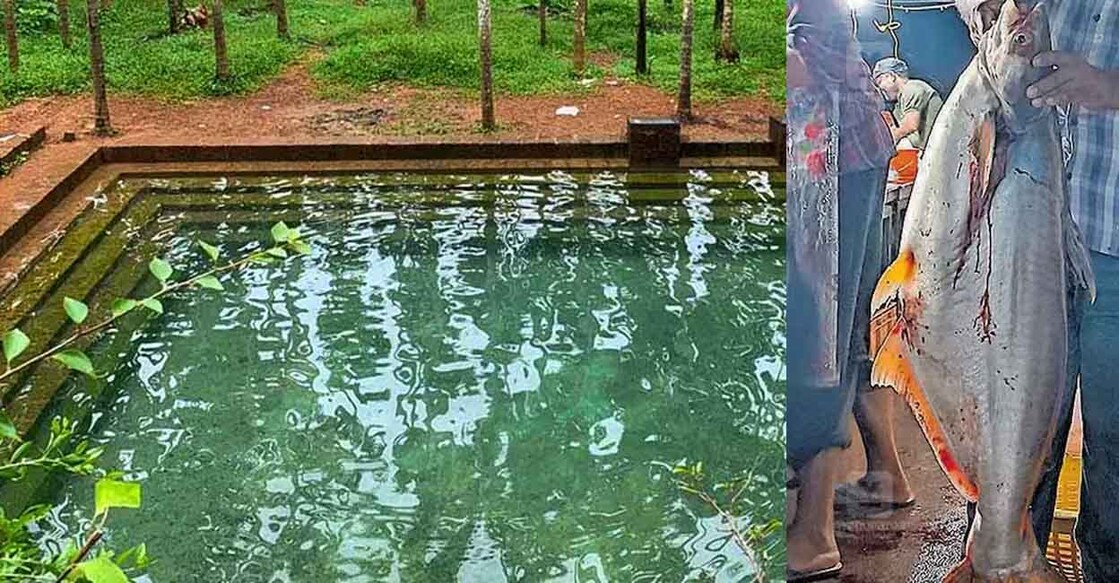 പ്രകൃതിദത്ത കുളങ്ങളിലും തുടങ്ങാം ലാഭം കൊയ്യും കൃഷി; വളർത്താം ഈ ...