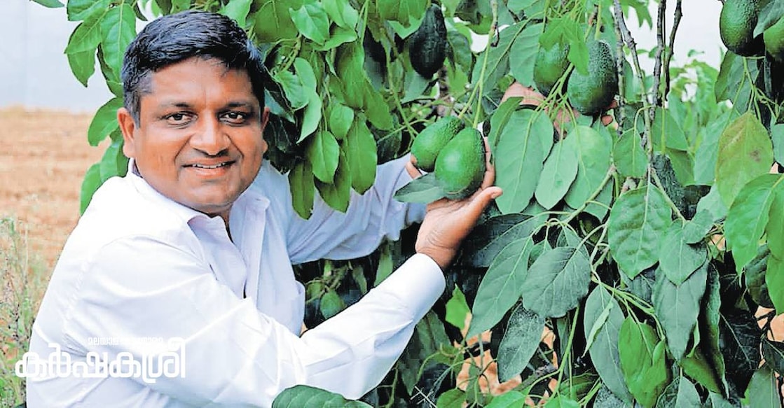 ഇത് പഴങ്ങളിലെ ഔഷധശാല, ഡെക്കാനിൽ വിളയുന്നത് പ്രീമിയം അവ്ക്കാഡോ ...
