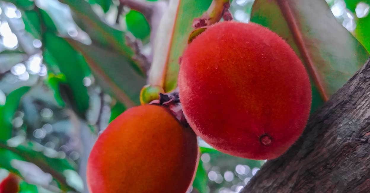 വന്നത് ഫിലിപ്പീൻസിൽ നിന്ന്, കേരളത്തിലും കായ്ക്കും ഈ സുന്ദര ആപ്പിൾ - The ...