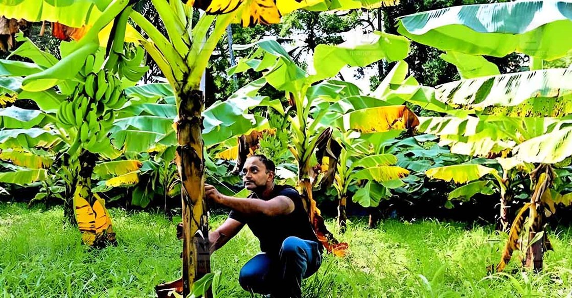 MBA graduate finds success with drip irrigation in Kerala banana ...