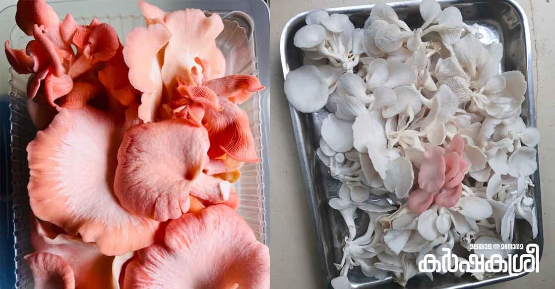 കൊളസ്ട്രോൾ കത്തിക്കാനും കാന്‍സറിനെ പ്രതിരോധിക്കാനും പിങ്ക് കൂൺ; ദേവഗിരിയിലെ കുട്ടികൾക്ക് ...