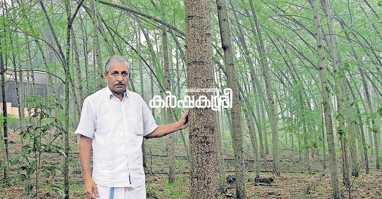 മുന്നിൽ വമ്പൻ സാധ്യതകളുമായി മലവേപ്പ്; ഏക്കറിന് 12 ലക്ഷം രൂപ വരുമാനം ...