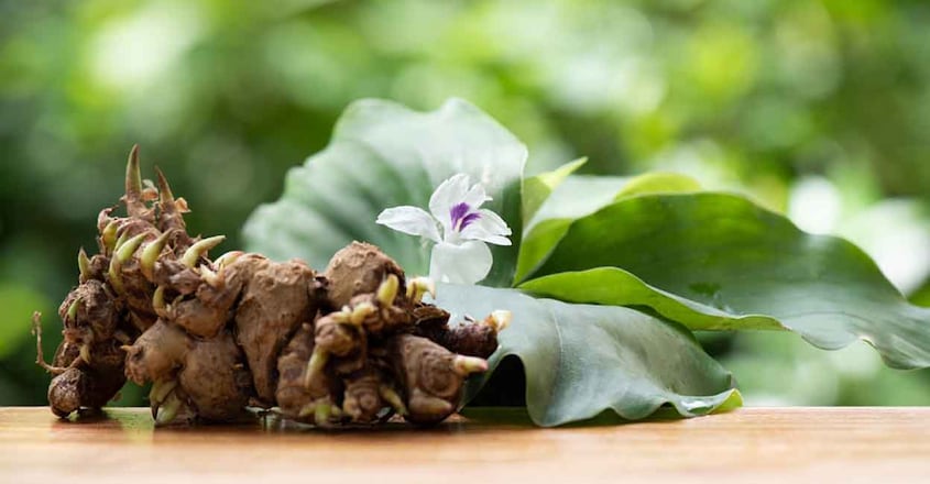 എണ്ണ കിലോയ്ക്ക് 15,000 രൂപ വരെ, ഇത് കേരളത്തിന്റെ സുഗന്ധമുള്ള ഇഞ്ചി ...