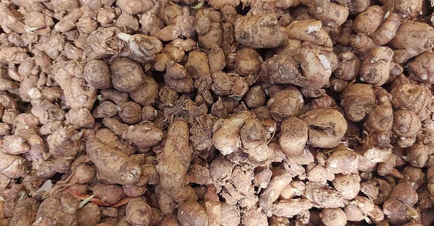 എണ്ണ കിലോയ്ക്ക് 15,000 രൂപ വരെ, ഇത് കേരളത്തിന്റെ സുഗന്ധമുള്ള ഇഞ്ചി ...