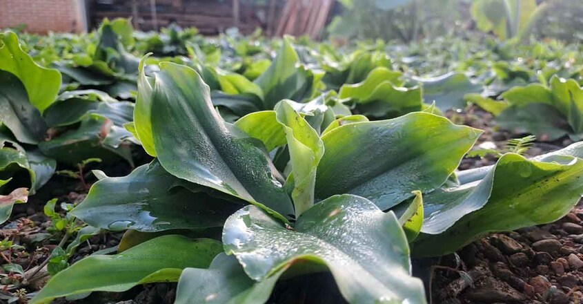 എണ്ണ കിലോയ്ക്ക് 15,000 രൂപ വരെ, ഇത് കേരളത്തിന്റെ സുഗന്ധമുള്ള ഇഞ്ചി ...