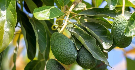 അവ്ക്കാഡോ ഇതുവരെ കായ്ച്ചില്ലേ? കാടു പോലെ പൂക്കാനും കായ്ക്കാനും ...