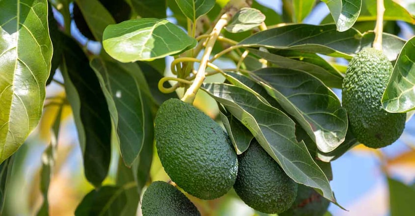 അവ്ക്കാഡോ ഇതുവരെ കായ്ച്ചില്ലേ? കാടു പോലെ പൂക്കാനും കായ്ക്കാനും ...