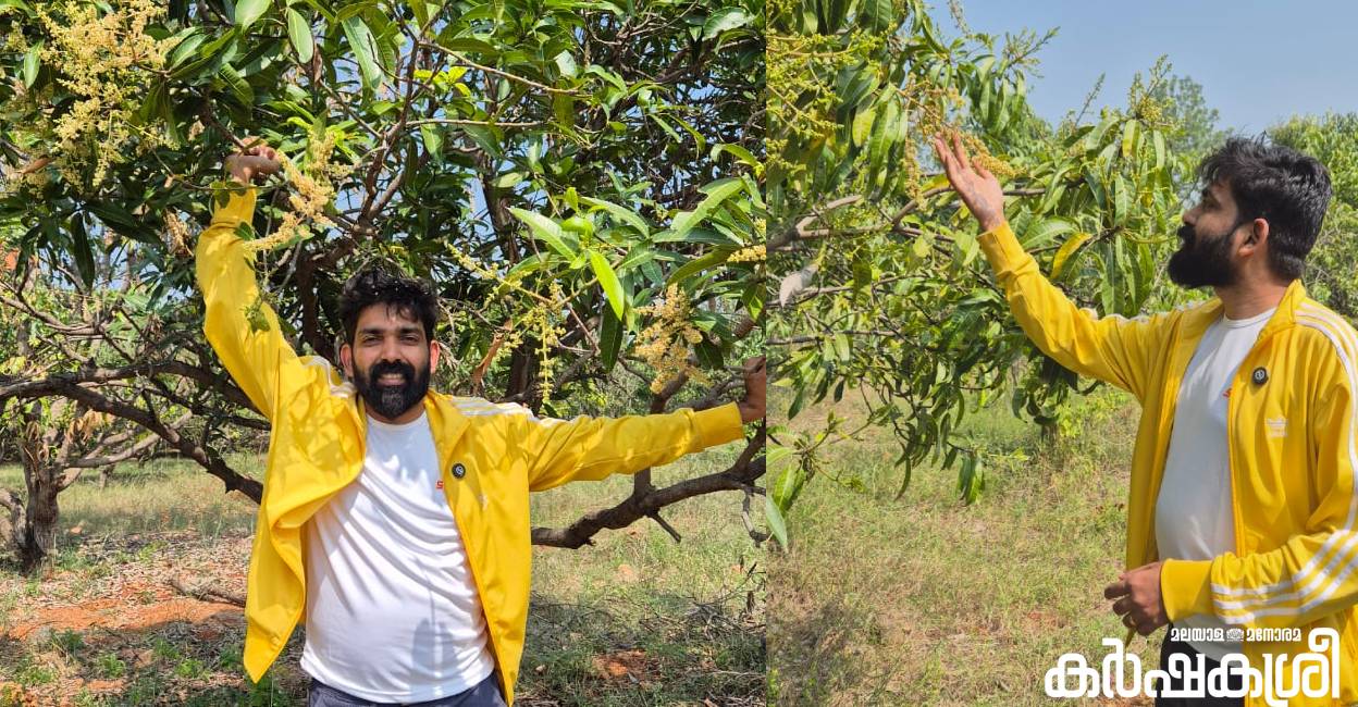 വാടകയ്‌ക്കൊരു മാവ്‌, വീട്ടിലെത്തിക്കും അല്‍ഫോന്‍സ മാമ്പഴങ്ങള്‍, 30 കിലോ ...