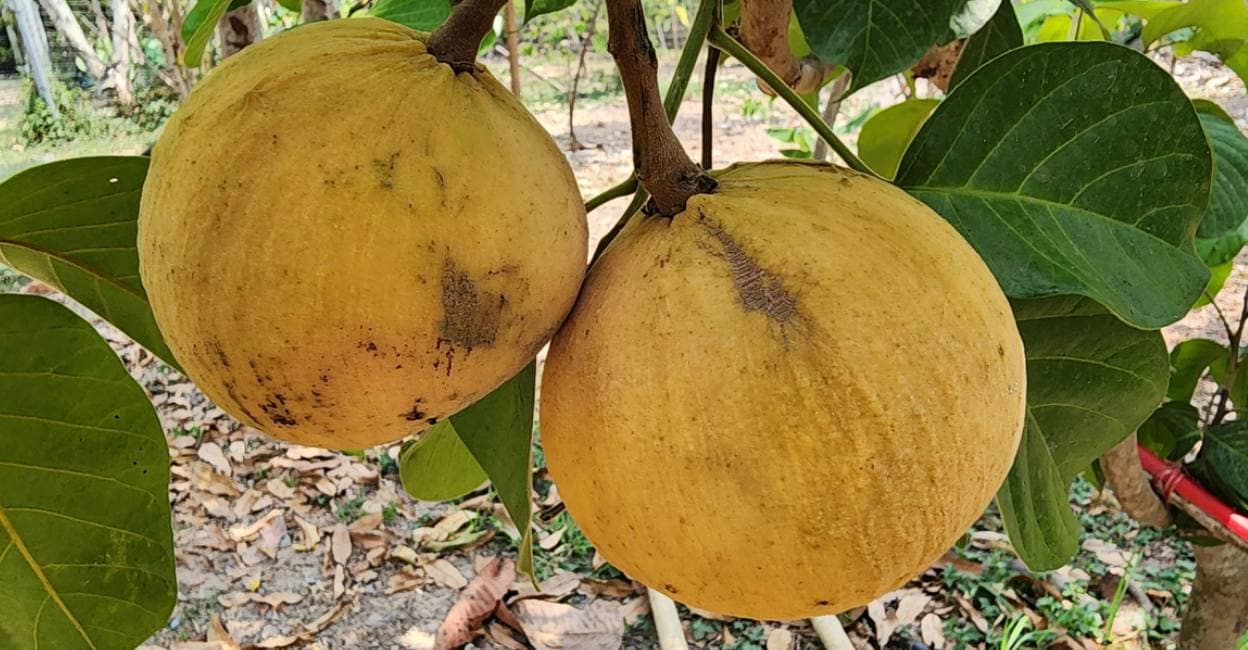 വന്നത് ചൈനയിൽനിന്ന്, ഇന്ന് കേരളത്തിന്റെ മധുരമൂറും പഴം; കിലോയ്ക്ക് 250 ...