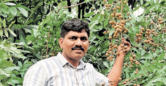 കിലോയ്ക്ക് 300 മുതൽ 450 രൂപ വരെ, ഒരു മരത്തിൽ നിന്ന് 5 കിലോ പഴം ...
