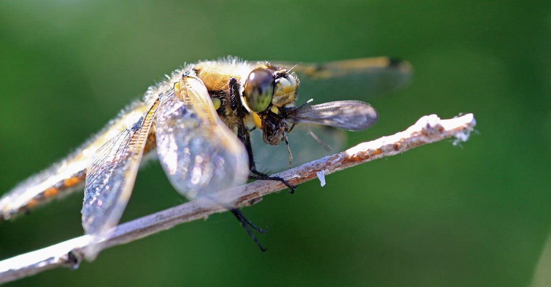 തുമ്പികൾ പറന്നാൽ നേട്ടം; കൊതുകുകൾ ഇല്ലാതാകും; തുമ്പികൾ ചില്ലറക്കാരേ അല്ല - Dragonflies: Nature's ...
