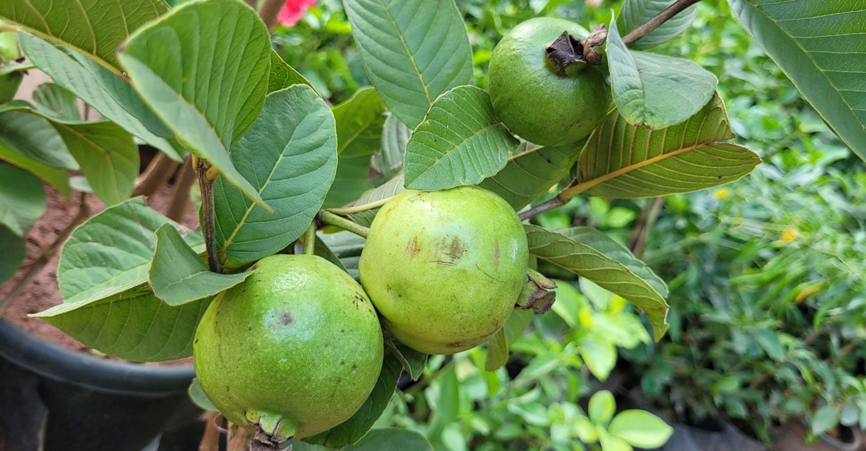 ഇങ്ങനെ ചെയ്താൽ ബാൽക്കണിയിലും വിളയും മധുരമൂറം പേരയ്ക്ക! അറിഞ്ഞിരിക്കണം ഈ ...