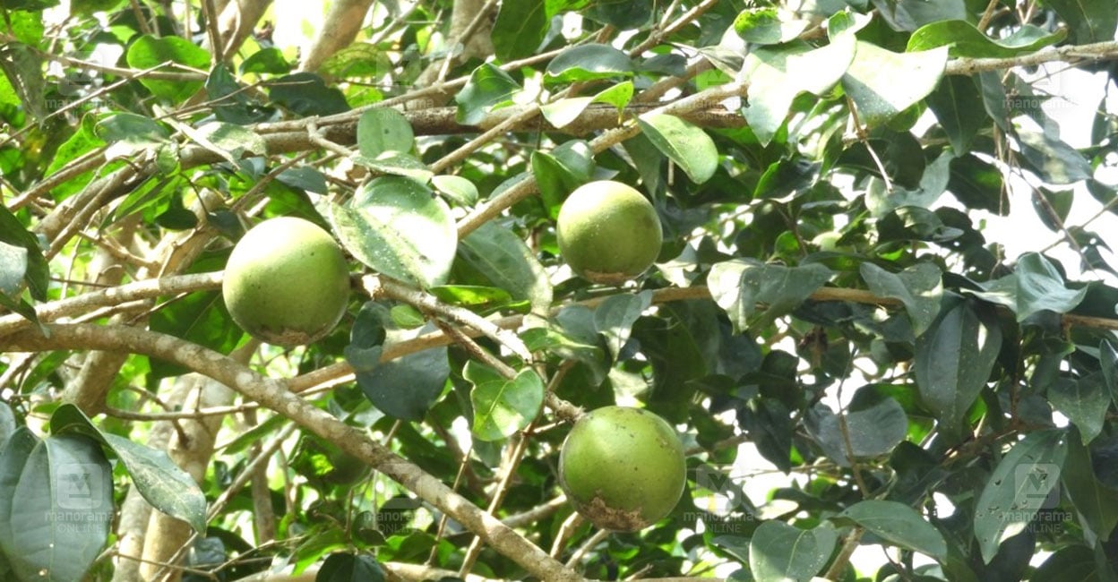 Kerala's local medicinal tree, compared to mother's lap | Health ...