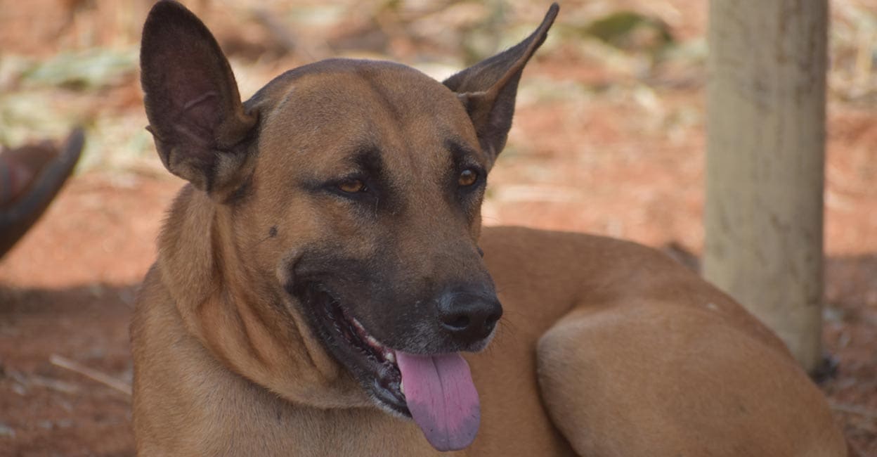 ‘നാലു കോമ്പൈ ചേർന്നാൽ ഒരു പുലി പറക്കും’; അറിയാം ഇന്ത്യൻ ചരിത്രത്തിലെ യുദ്ധവീരനെക്കുറിച്ച് – The ...