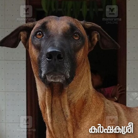 ‘നാലു കോമ്പൈ ചേർന്നാൽ ഒരു പുലി പറക്കും’; അറിയാം ഇന്ത്യൻ ചരിത്രത്തിലെ ...