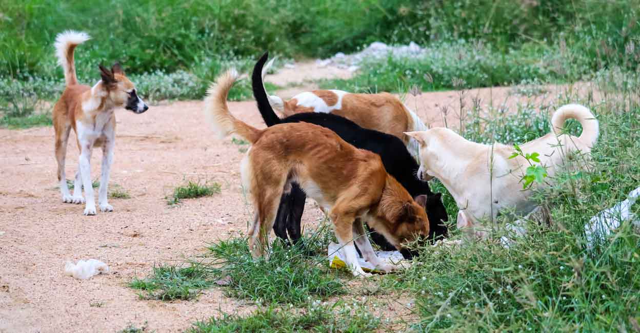 തെരുവുനായശല്യത്തിന് വന്ധ്യംകരണം പരിഹാരമാണോ?- The Limitations of ...