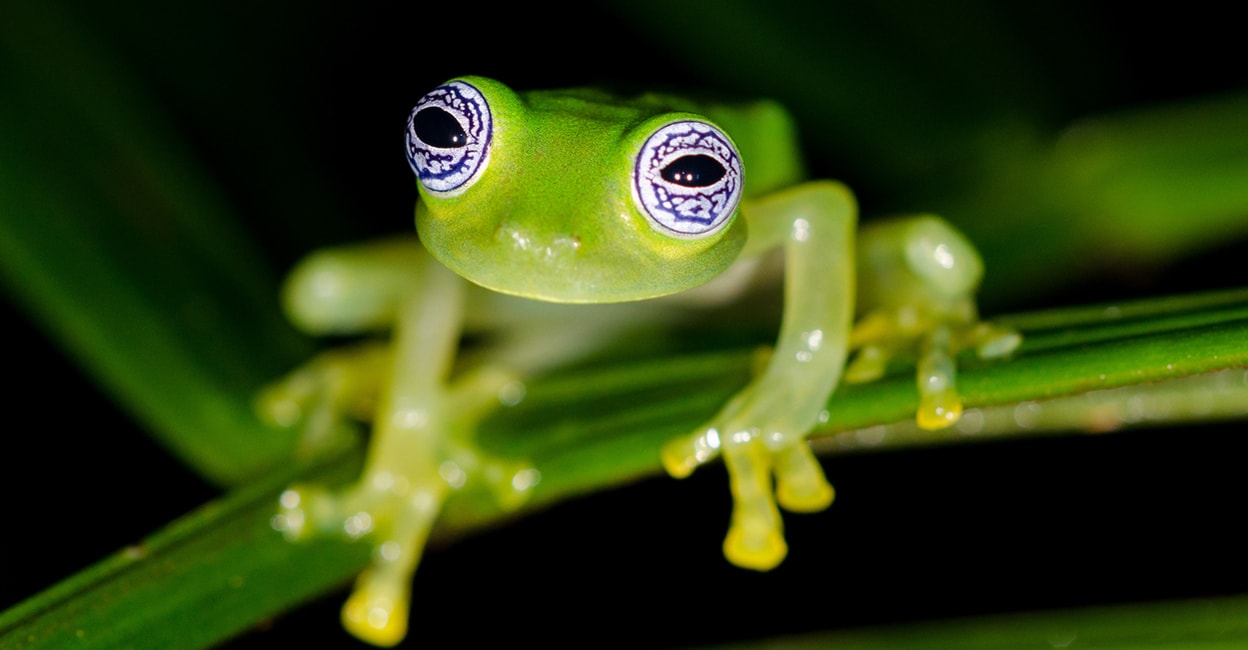 ജീവിച്ചിരിക്കെ ആന്തരികാവയവങ്ങൾ പുറത്ത് കാണിക്കുന്ന ഗ്ലാസ് തവള - glass ...