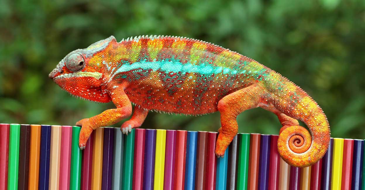 ഞൊടിയിടയിൽ നിറംമാറും ഓന്തുകൾ - Chameleon | Chameleon color change | How ...