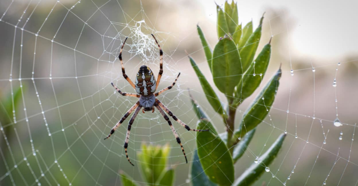 കൂട്ടത്തോടെ വല നെയ്‌ത് എട്ടുകാലികൾ; ഇര കുടുങ്ങിയാൽ സംഭവിക്കുന്നത് ...