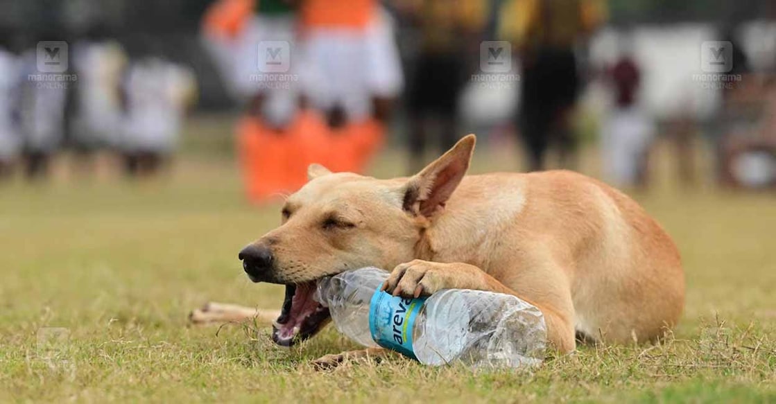 മൃഗങ്ങളുടെ കടിയേറ്റാൽ സ്വകാര്യ ആശുപത്രികളിൽ ഇനി സൗജന്യ അടിയന്തര ചികിത്സ ...