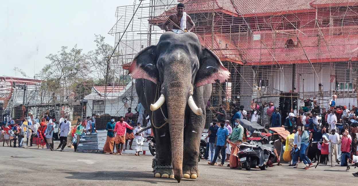 കോടനാട് ആനക്കൂട്ടിലെ ആരാം; ആനപ്രേമികളുടെ ഇഷ്ടതാരം; ഈരാറ്റുപേട്ട അയ്യപ്പ ...