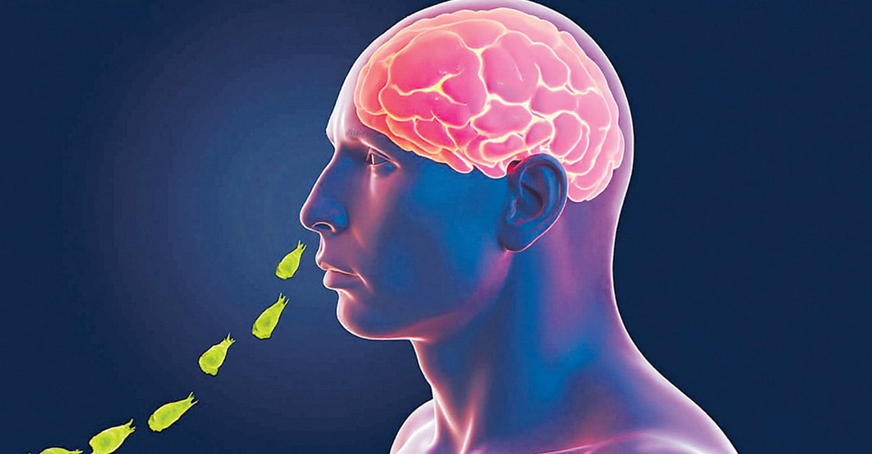 അമീബിക് മസ്‌തിഷ്‌കജ്വരം, മൂക്കിൻതുമ്പത്ത് ആപത്ത് - amoebic ...