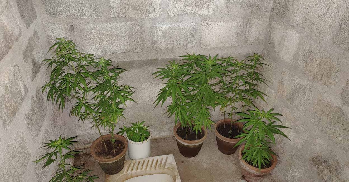 വിൽപ്പനയ്ക്കായി വീടിനുള്ളിൽ കഞ്ചാവ് വളർത്തിയ 30കാരൻ പിടിയി ...