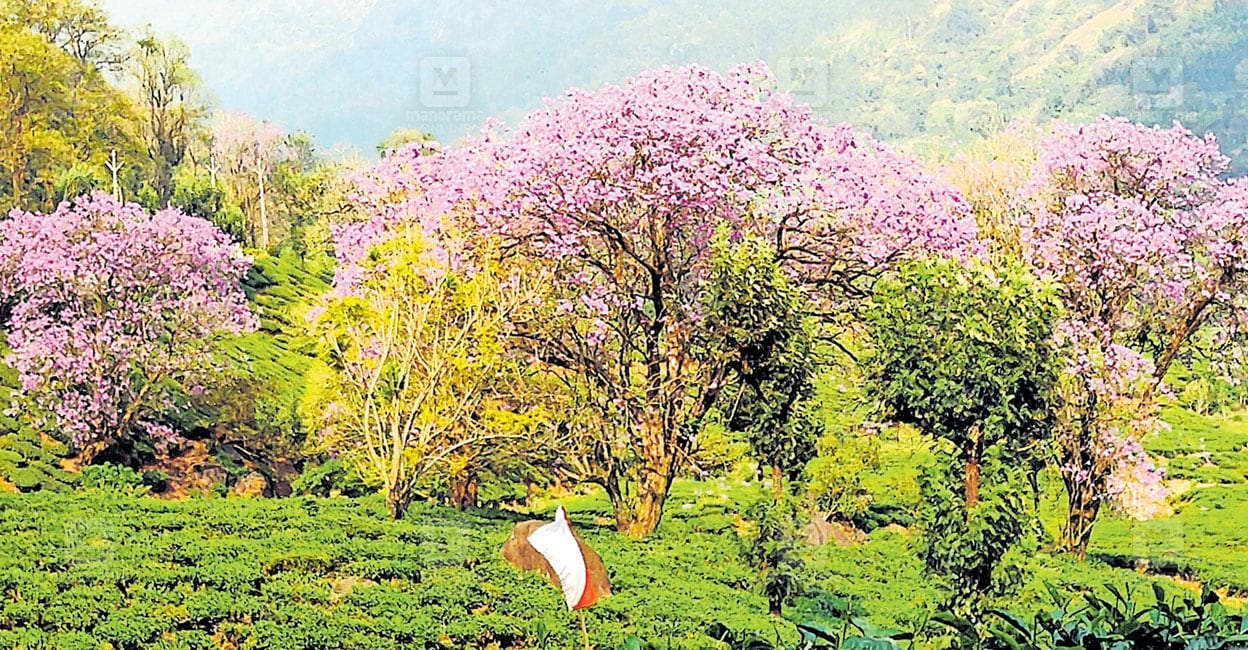 മറയൂർ-മൂന്നാർ റോഡിൽ ജക്രാന്ത മരങ്ങൾ – Jacaranda Trees | Marayur ...