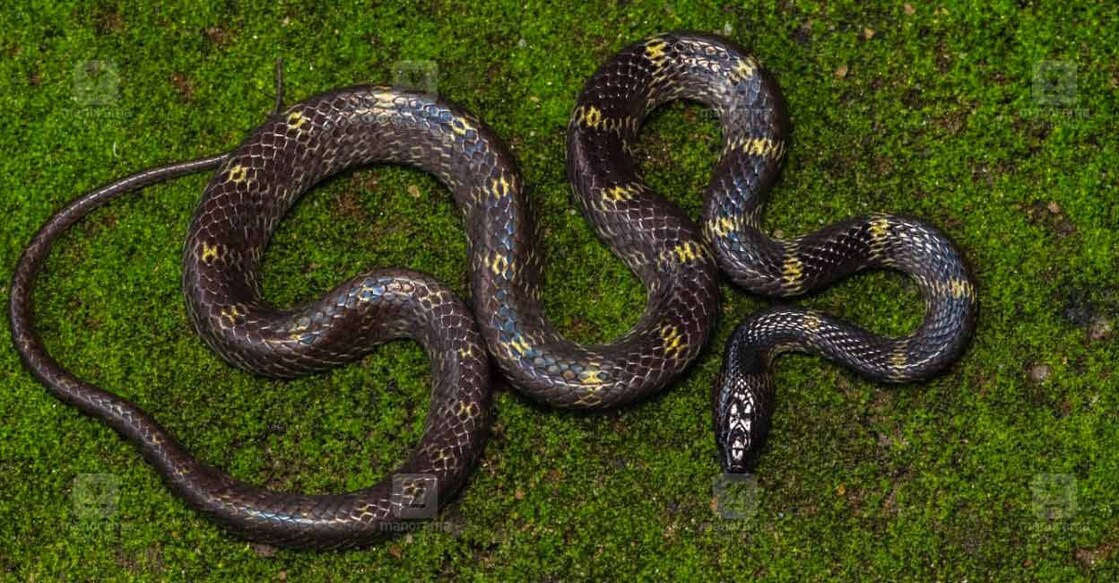 പാമ്പുകടി | പാമ്പിന്‍കുഞ്ഞുങ്ങള്‍ | Snakes | Snake Bite | Prevention ...