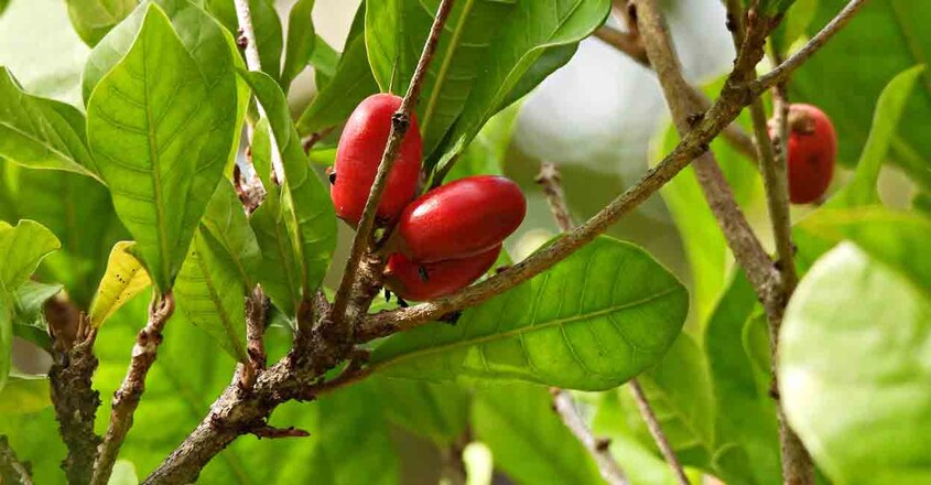 വണ്ണം കുറയ്ക്കാനും സൂപ്പറാണ് മിറാക്കിൾ ഫ്രൂട്ട്; ഈ അദ്ഭുത ...