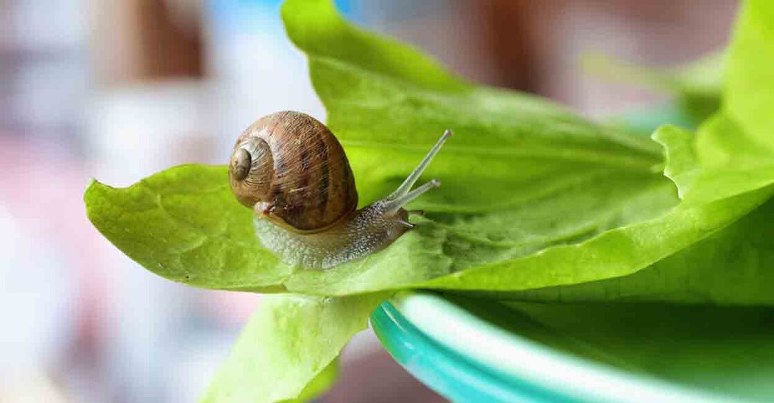 എവിടെ നോക്കിയാലും ഒച്ചാണോ? പെട്ടെന്ന് തുരത്താൻ അടുക്കളയിലെ ഇവ ഉപയോഗിക്കൂ | Easy Ways to Remove ...