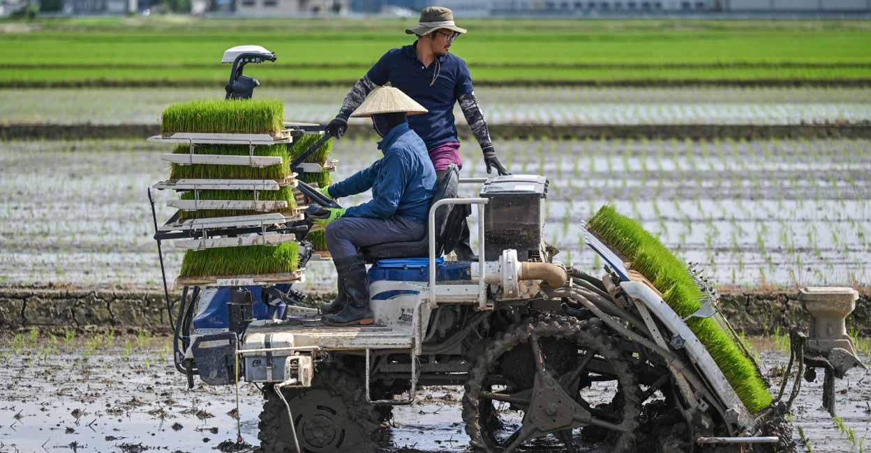 അരിയാഹാരം കഴിക്കുന്നവരെ ഭയന്ന് ജപ്പാൻ സർക്കാർ- Japan Rice Crisis | Rice ...