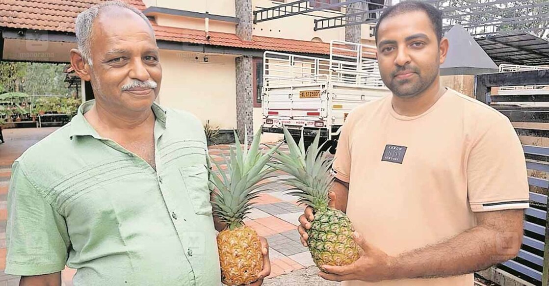 എംഡി 2 െപെനാപ്പിള്‍കൃഷി എങ്ങനെ- MD2 Pineapple | Kerala Pineapple ...