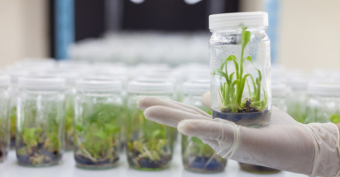 ടിഷ്യു കൾചർ തൈകള്‍ എങ്ങനെ കൃഷി ചെയ്യാം?- Tissue Culture | Pineapple ...