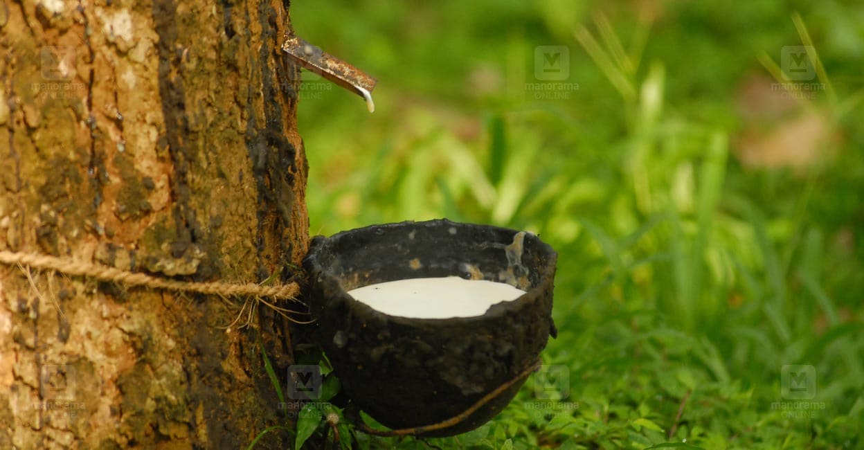 ഇലപൊഴിച്ചിൽ: റബർ ഉൽപാദനം കുറവ്; വിലയിൽ ഉണർവ് | Rubber Price Surge in ...