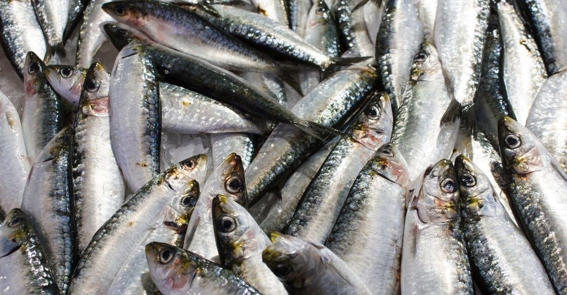 യുദ്ധം തോൽപ്പിച്ച മത്തിസാർ ആള് നിസ്സാരക്കാരനല്ല, ടിന്നുകളിൽ വയറിളക്ക ...