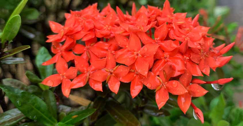 വീട്ടിൽ ഏതൊക്കെ ചെടികൾ വളർത്താം? | Suitable Flowers for Garden ...