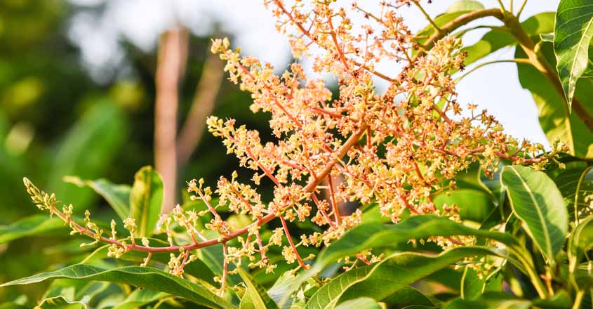 മാവ് പൂക്കുന്നത് ദുഃസൂചനയോ? | Myth Behind Mango Blossom And Drought ...