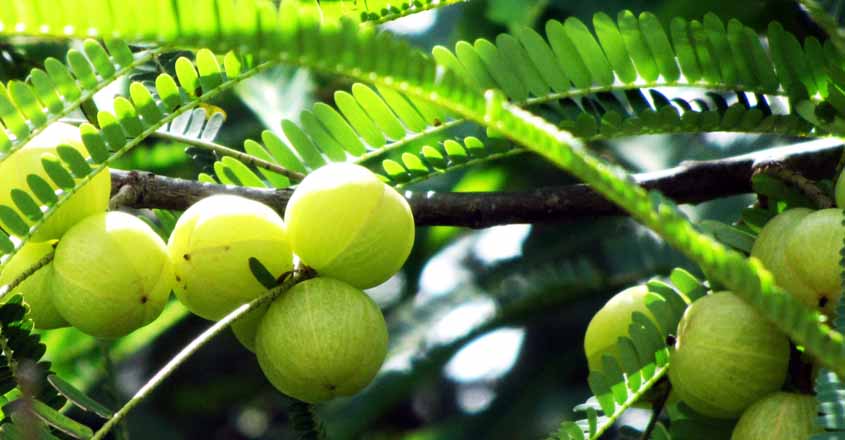 നെല്ലിമരം ഇങ്ങനെ പരിപാലിച്ചാൽ | Amla Sacred Tree for Spiritual Purity ...