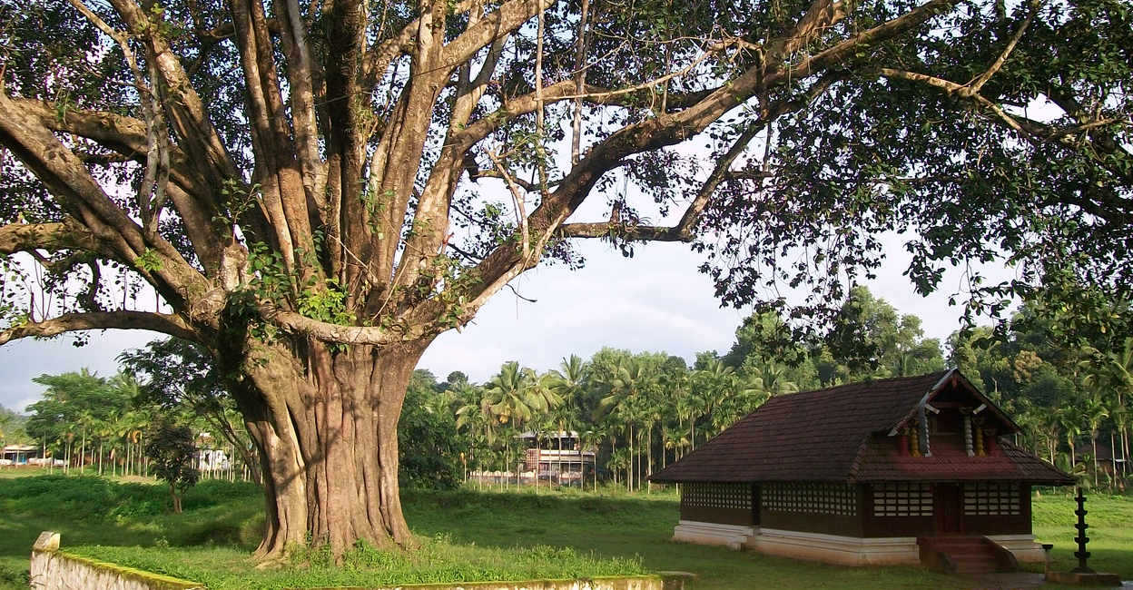 നിത്യവും അരയാലിനെ പ്രദക്ഷിണം ചെയ്താൽ... | Banyan Tree Worship ...
