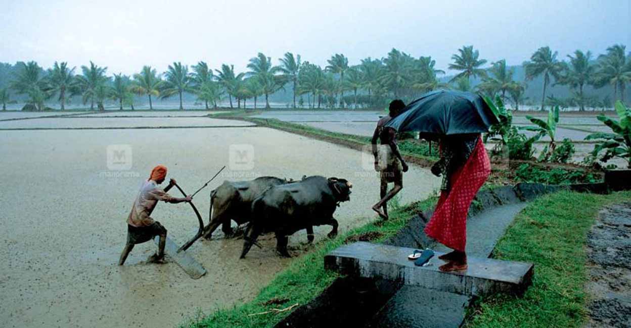 മണ്ണിനെ പൊന്നാക്കാൻ തിരുവാതിര ഞാറ്റുവേല |Thiruvathira Njattuvela ...