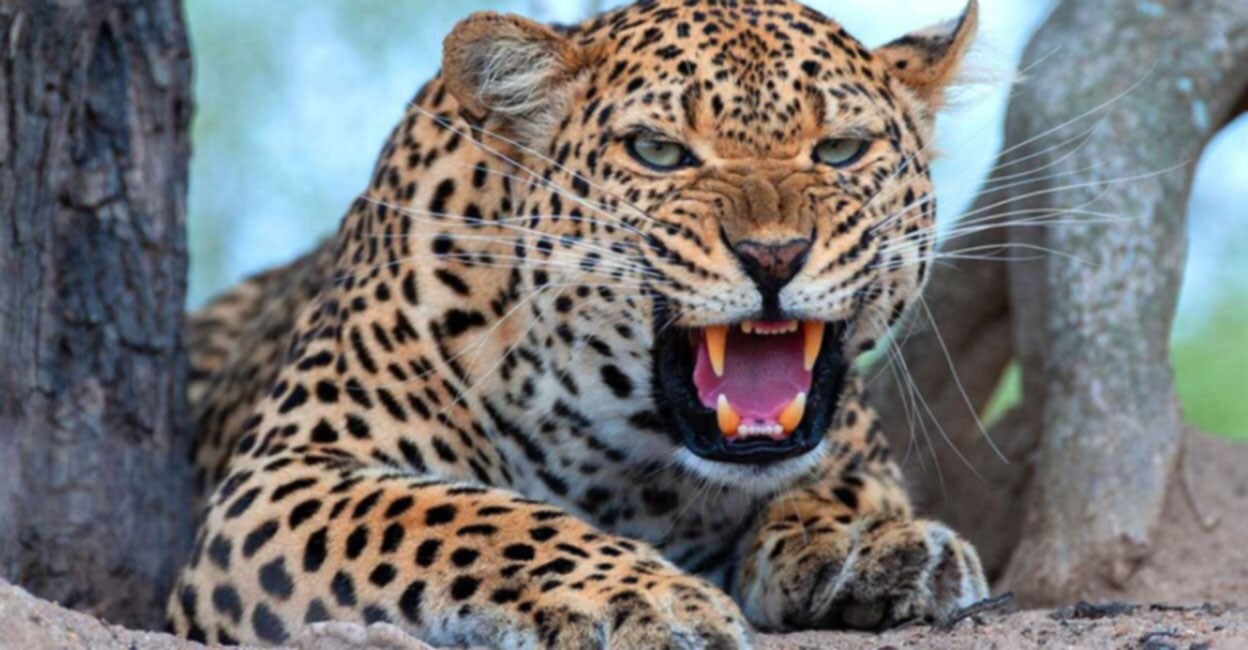 പുള്ളിപ്പുലിയെ സ്വപ്നം കണ്ടോ? കാര്യം നിസ്സാരമല്ല, അറിയാം സ്വപ്നഫലം ...