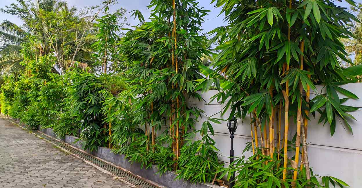 സാമ്പത്തിക വളർച്ച വേഗത്തിലാക്കാൻ മുള ഇവിടെ നടാം– Significance of North ...